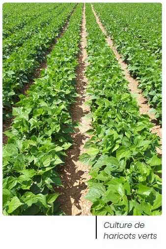 Belle dynamique pour les légumes secs - Cavac