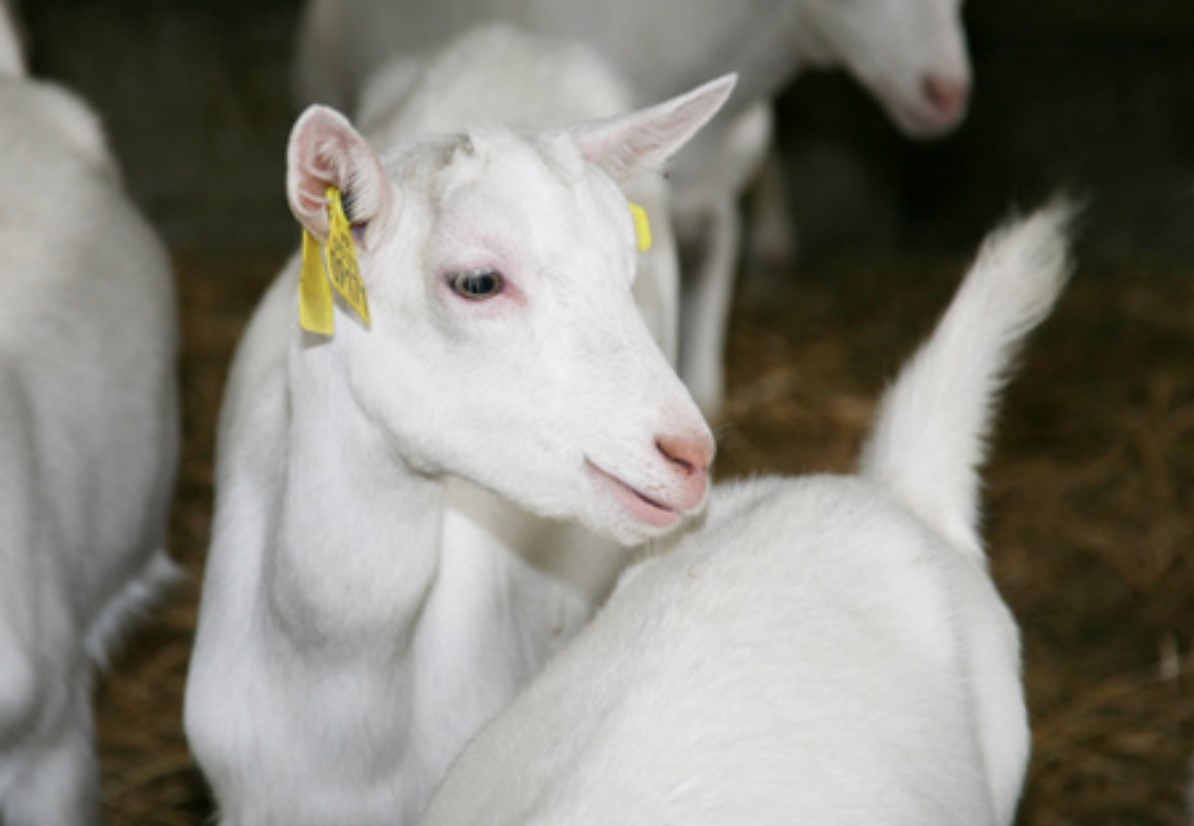 Chevrettes de France : une filière qui se porte bien - Cavac