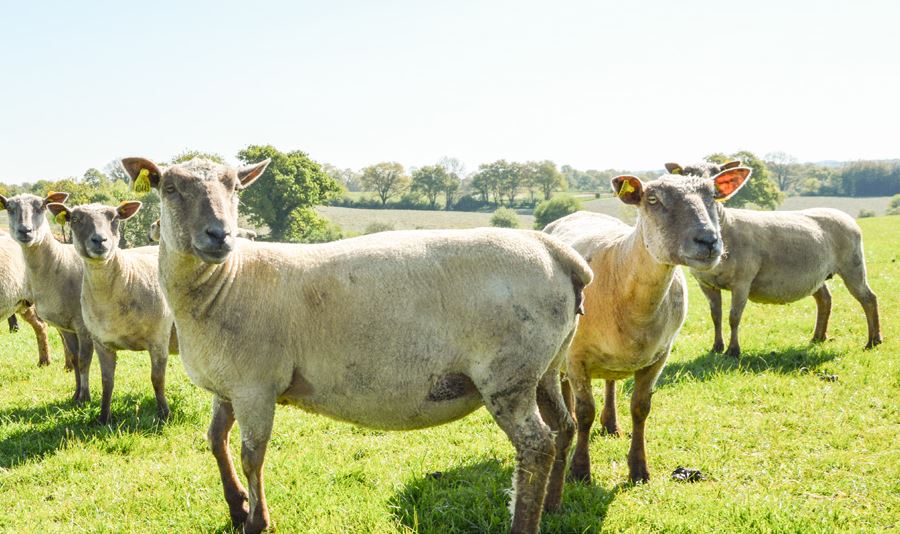 Filière ovine - Cavac